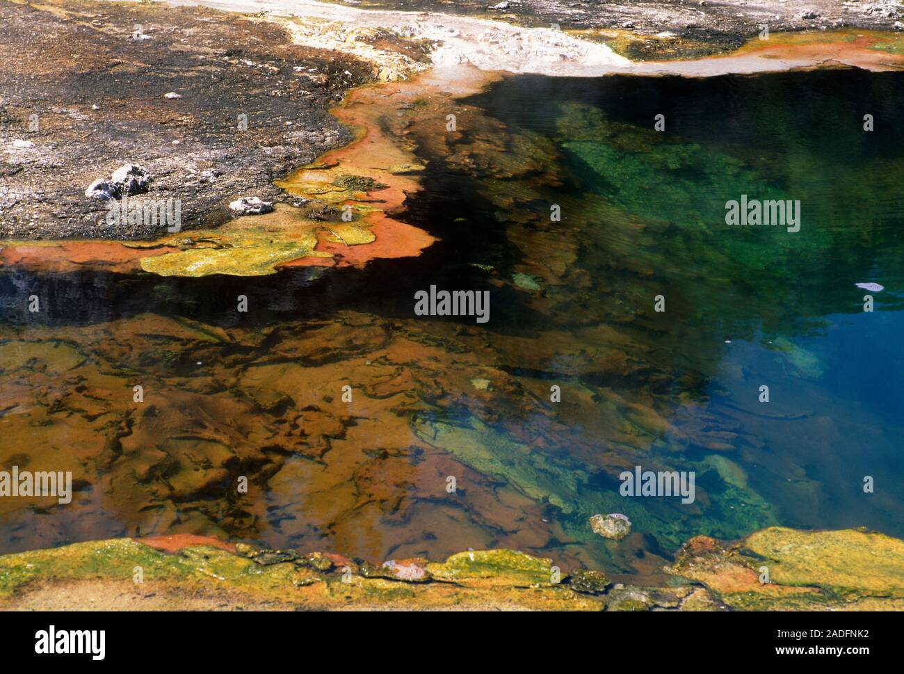 Algae in a geothermal pool. Mats of algae (orange, yellow, green) in ...