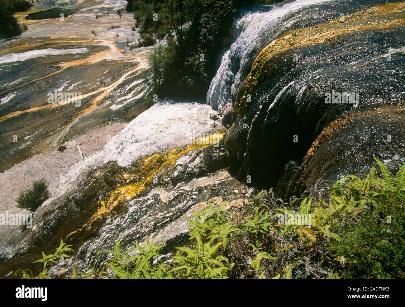 Algae in a geothermal pool. Mats of algae (green) and mineral deposits ...