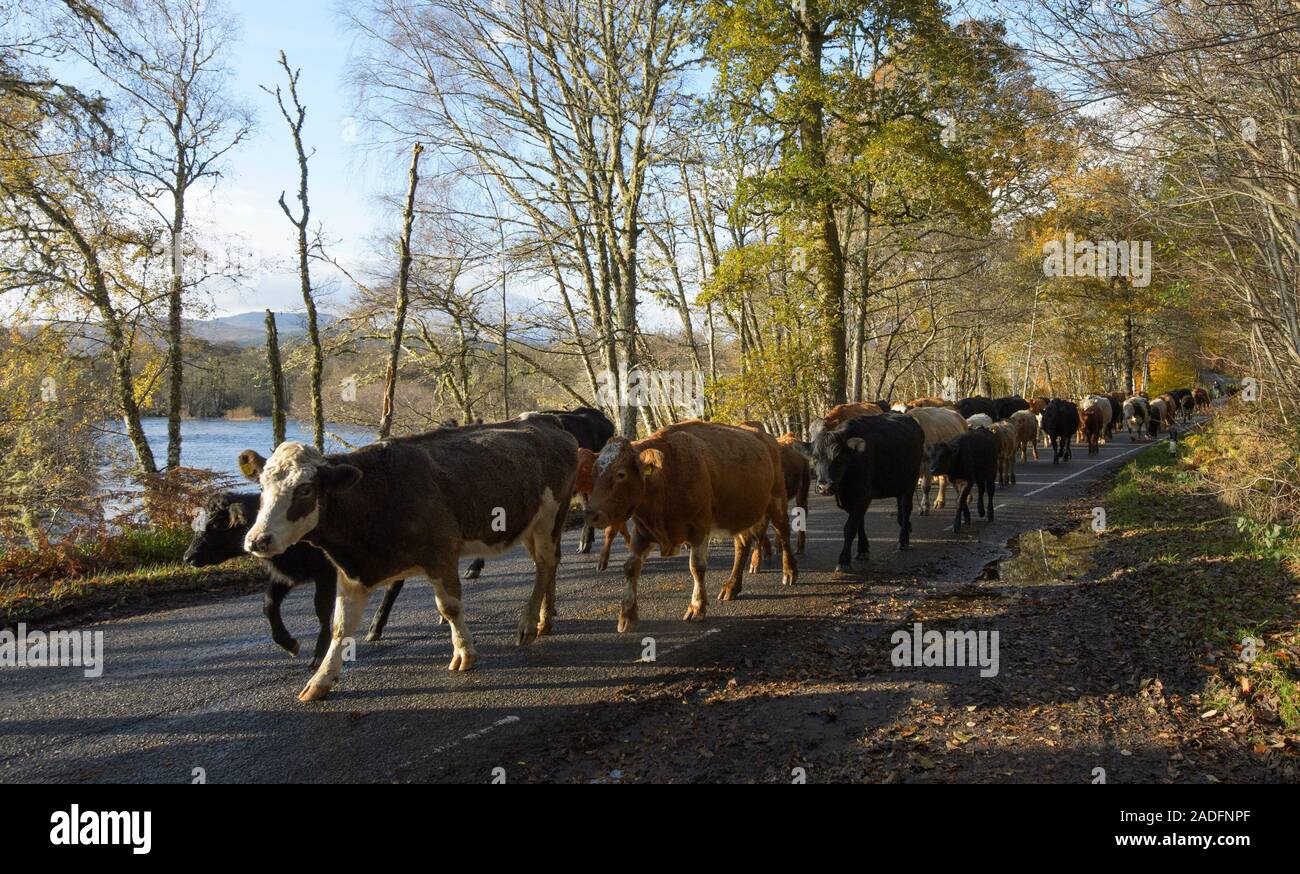 Cattle on road, Cannich, Highlands, Scotland Stock Photo - Alamy