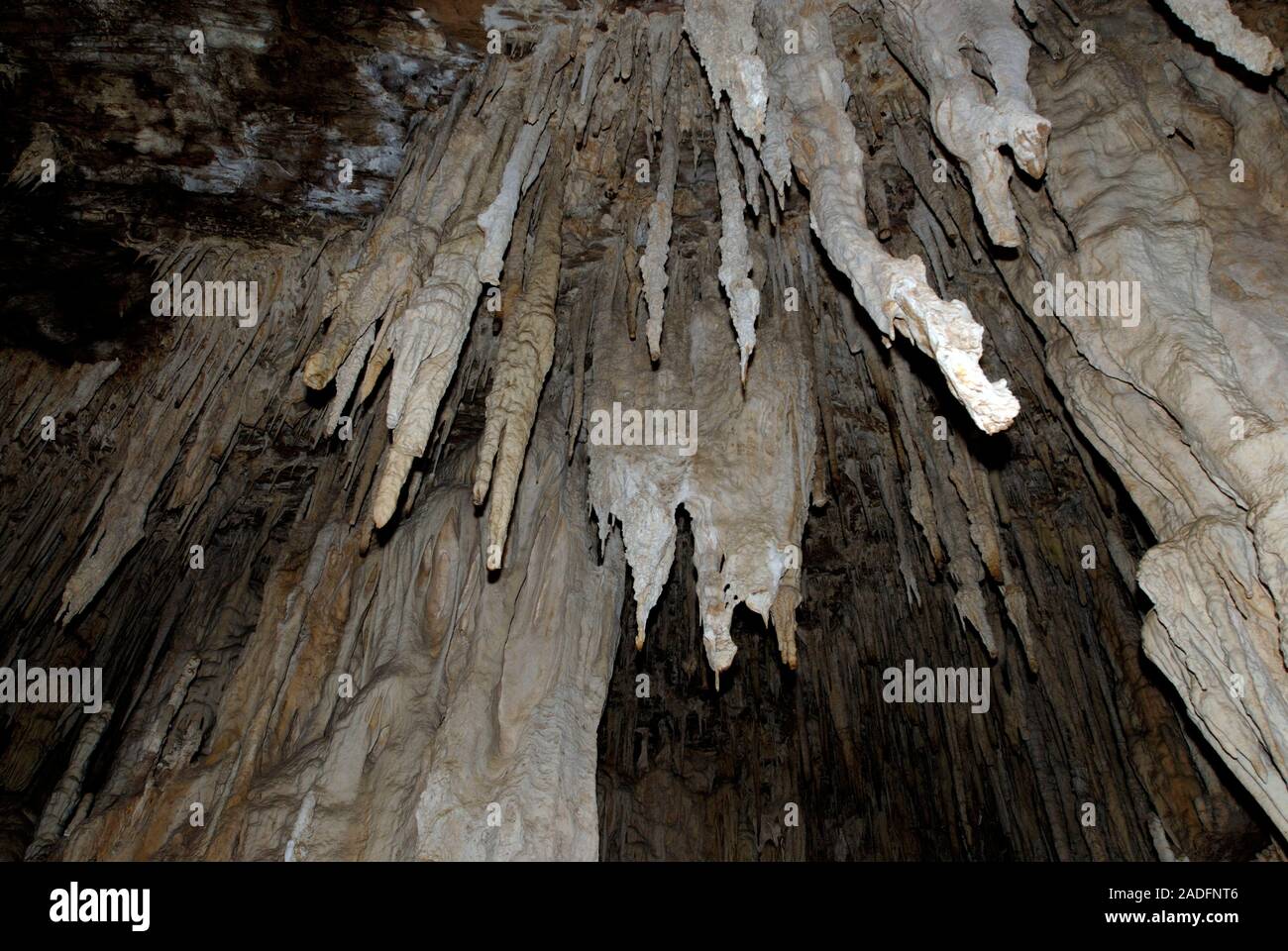 Limestone stalactites hanging down from the ceiling of an underground ...