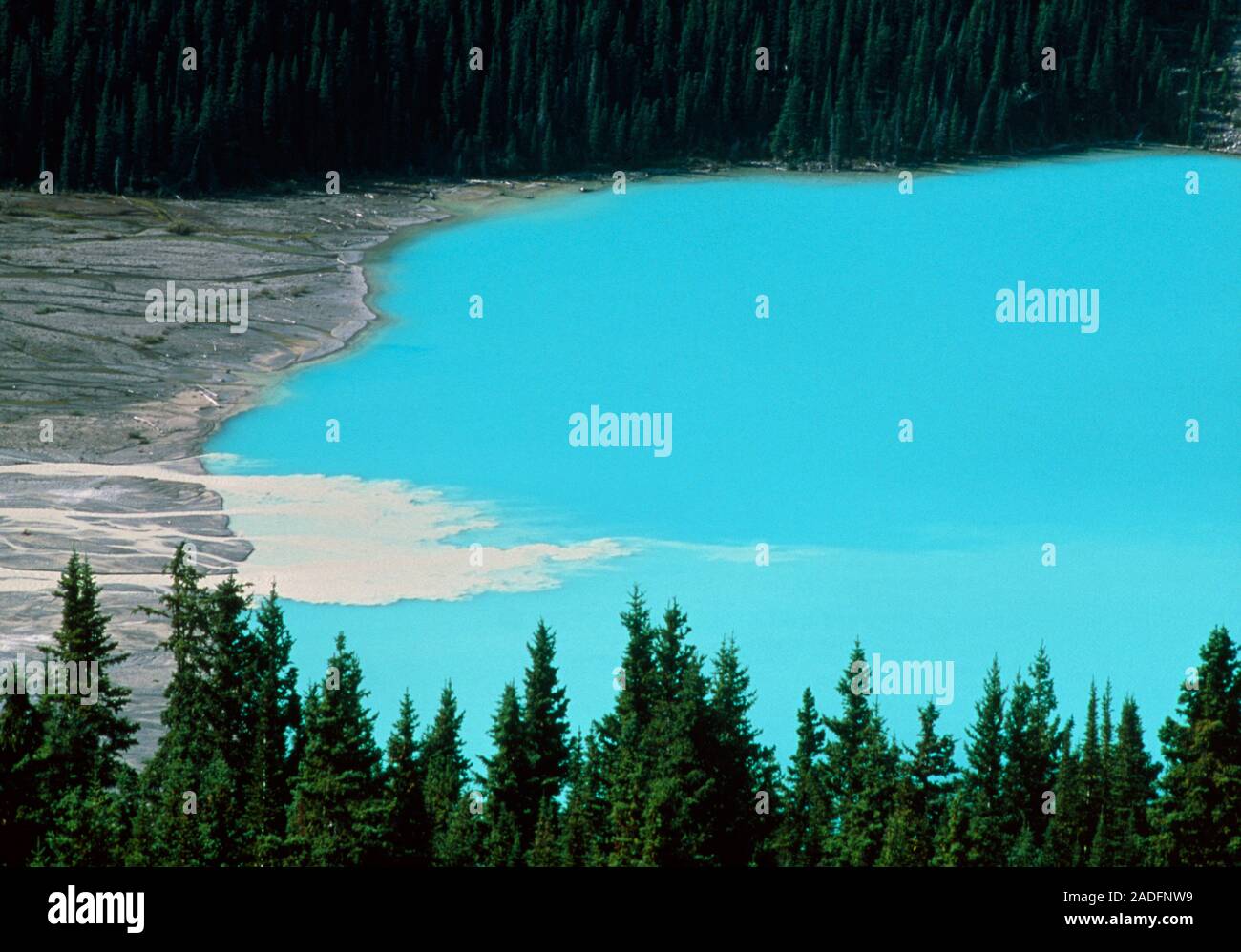 Peyto Lake. Glacial sediment (at left) entering Peyto Lake in the Banff ...