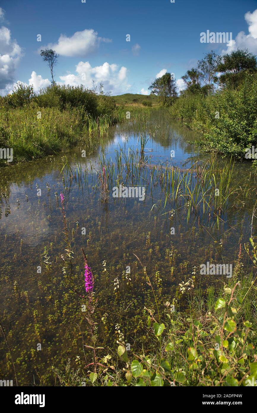 Wet dune slack. A dune slack is a low-lying hollow between sand dunes ...