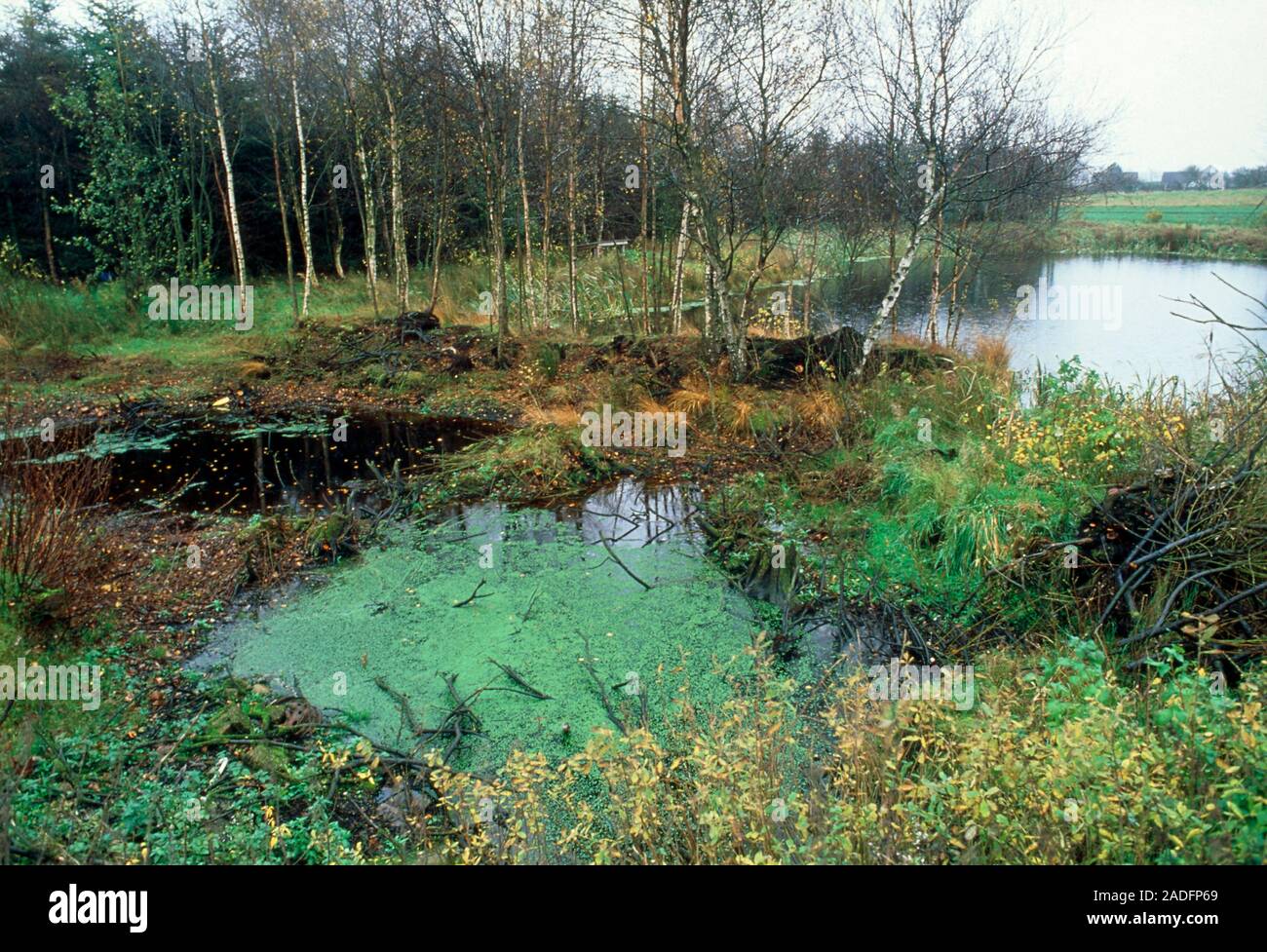 Tollund bog. View of the bog at Tollund Mose in Jutland, Denmark. It ...