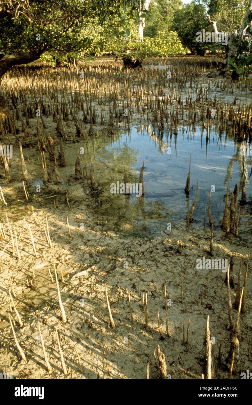 Mangrove swamp. Coastal mangrove swamp at low tide with exposed mud ...