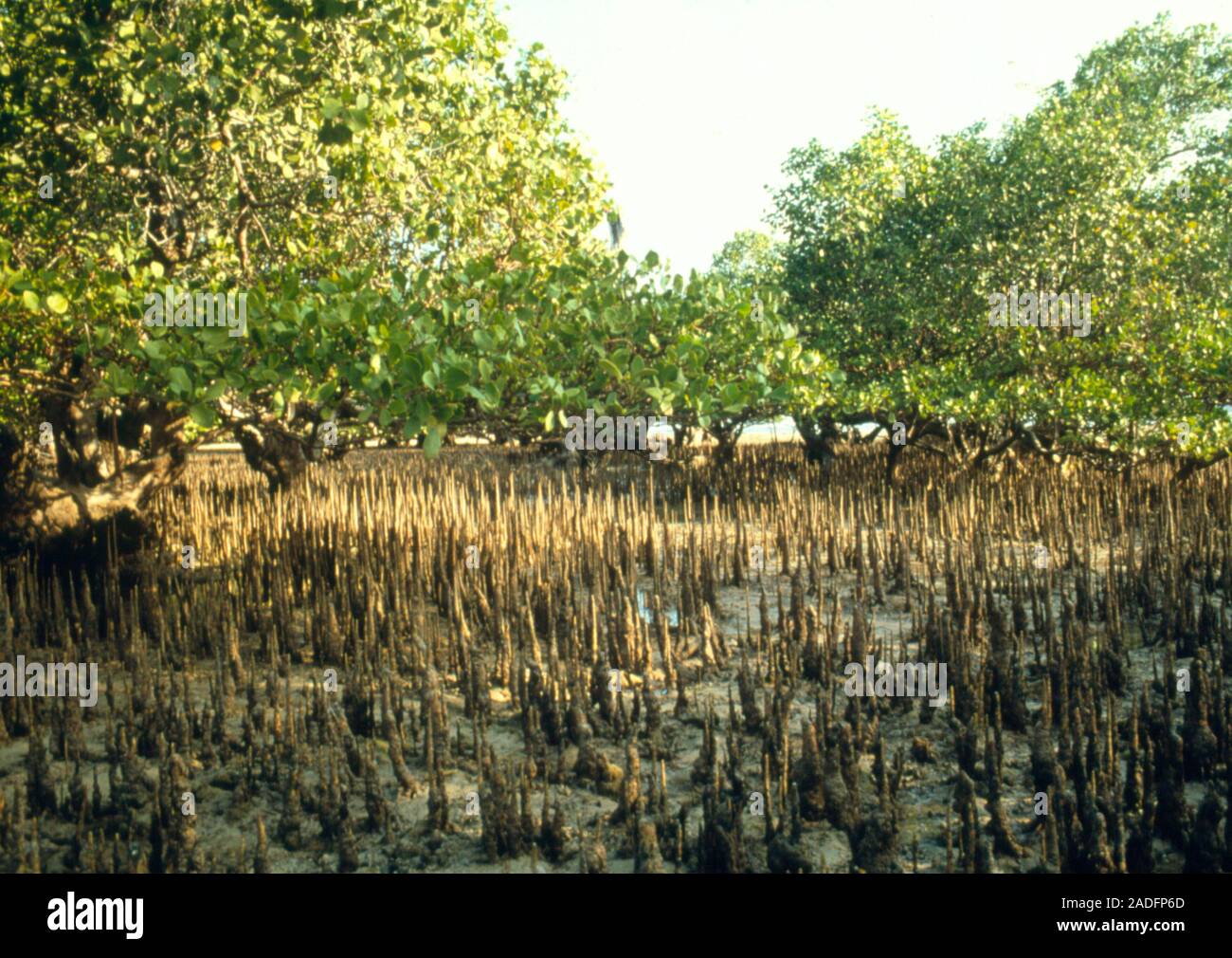 Mangrove swamp. Coastal mangrove swamp at low tide with exposed mud ...