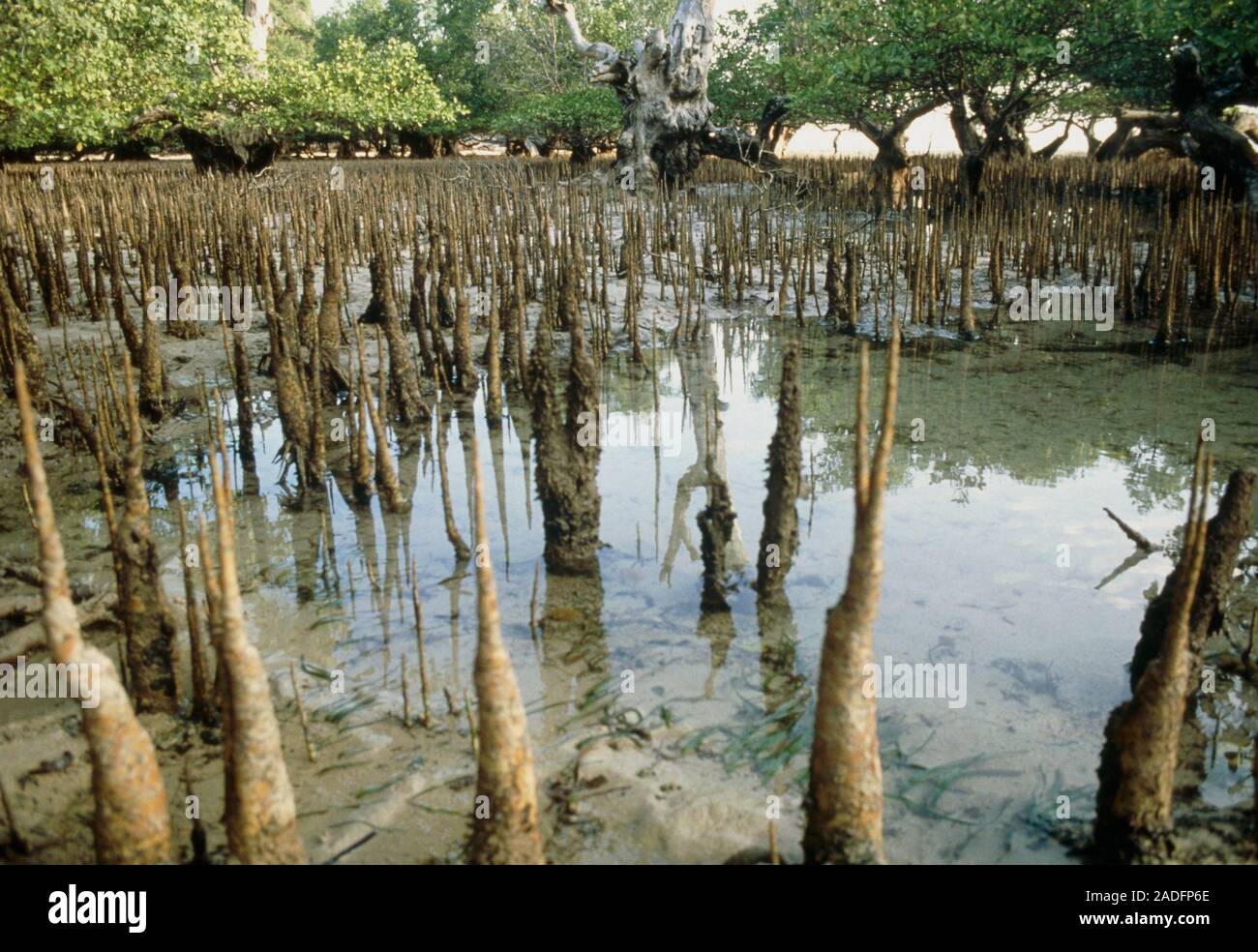 Mangrove swamp. Coastal mangrove swamp at low tide with exposed mud ...