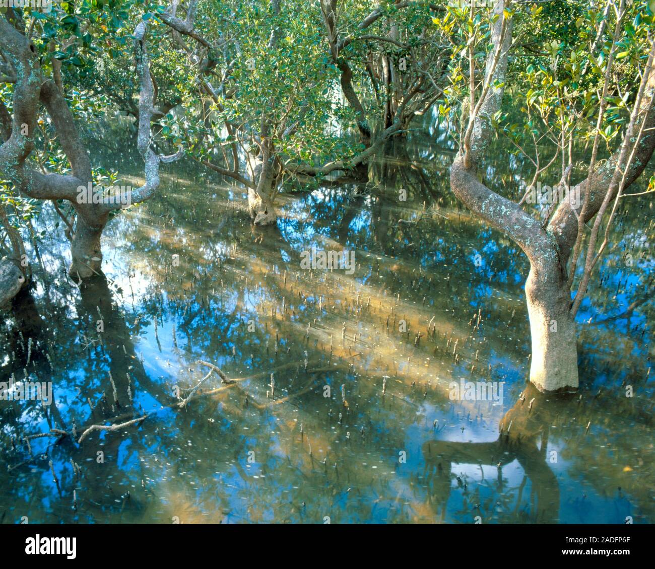 Mangrove swamp. Coastal swamp of mangrove trees, Avicennia marina ...