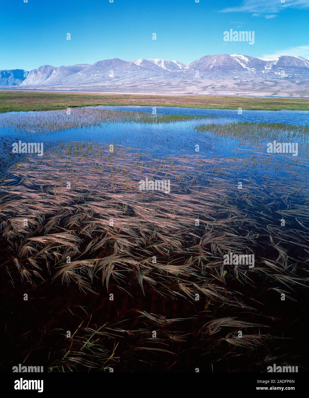 Tundra pond. Tundra is the flat, treeless Arctic region that lies ...
