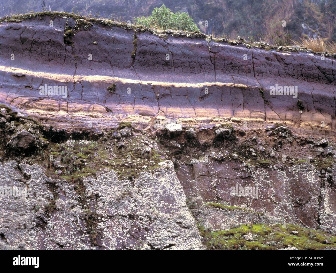 Peat layer (black) over bedrock in a cliff. Peat is of organic origin ...