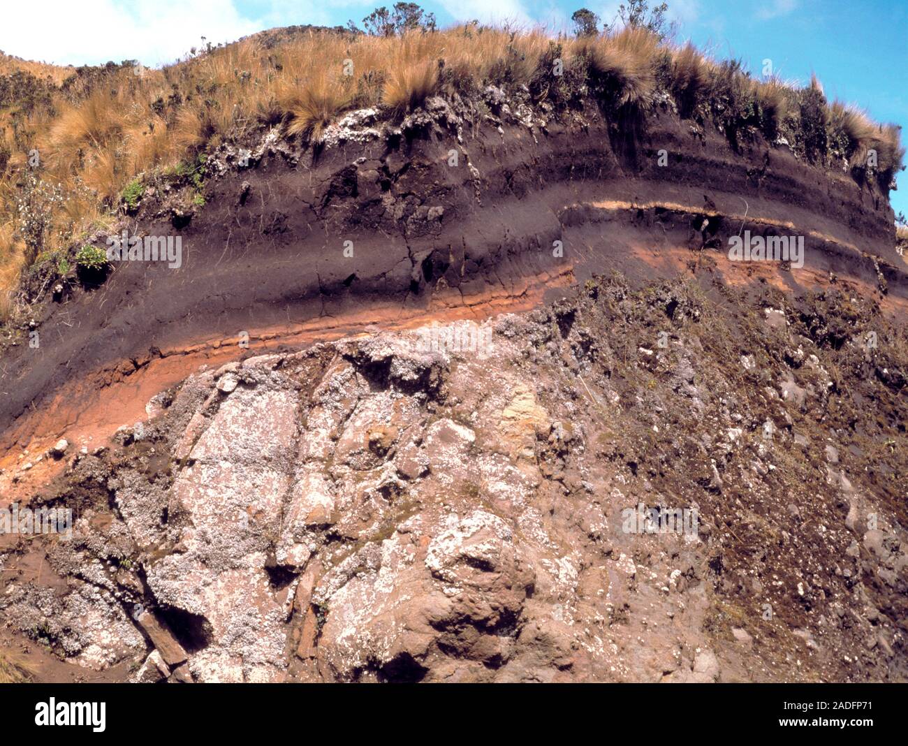 Peat layer (black) over bedrock in a cliff. Peat is of organic origin ...