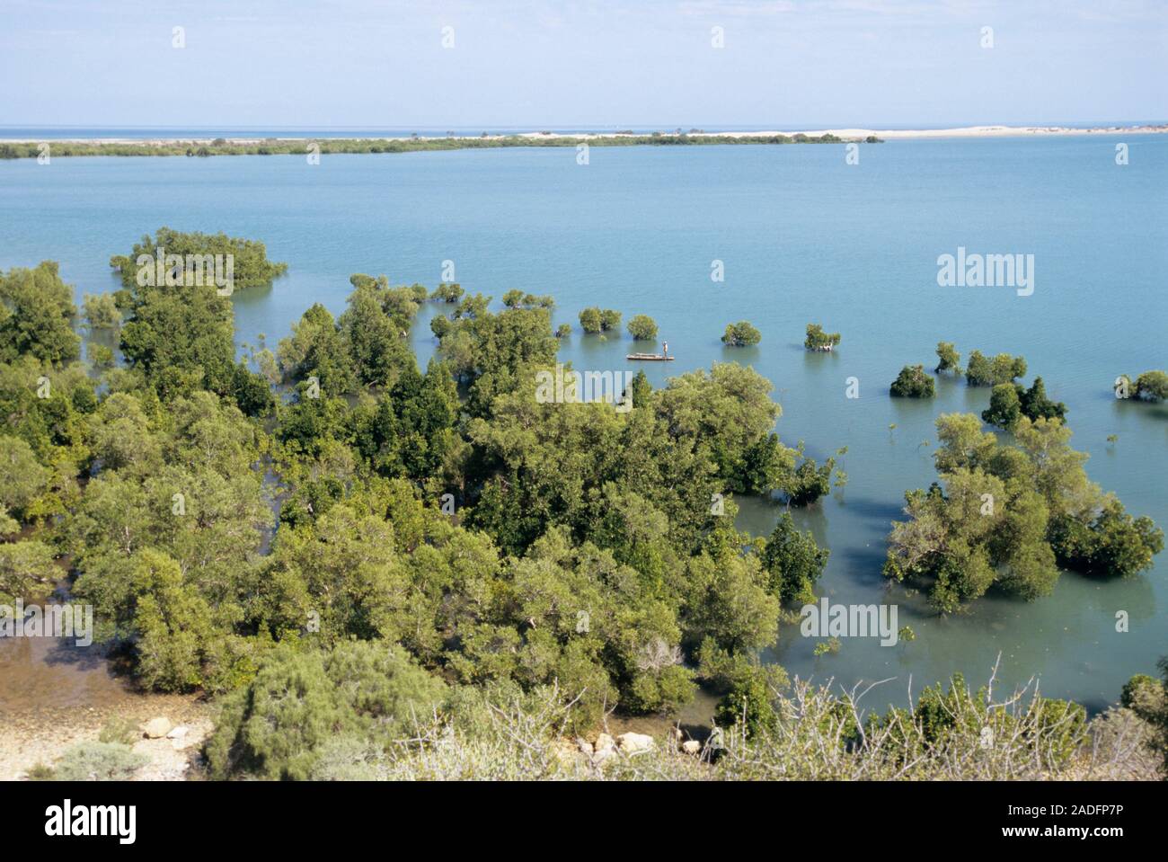 Coastal mangrove swamp. Mangrove trees grow in shallow, muddy water ...