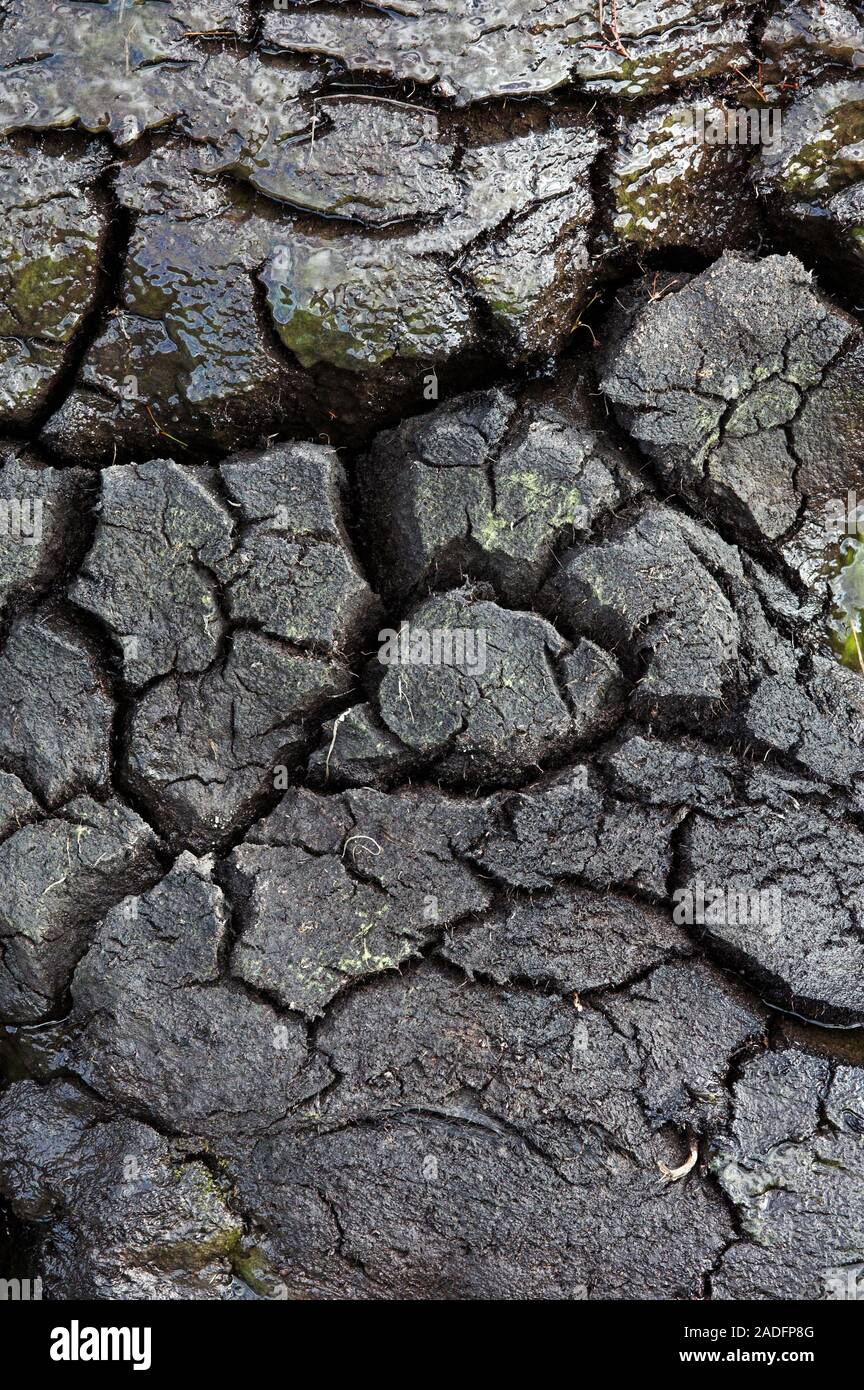Peat bog. Close-up of cracks in a thick layer of peat. Peat is an ...
