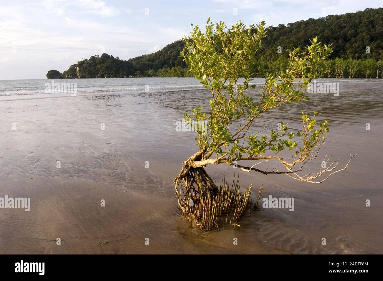 Mangrove tree and roots. Mangroves have evolved a number of ...