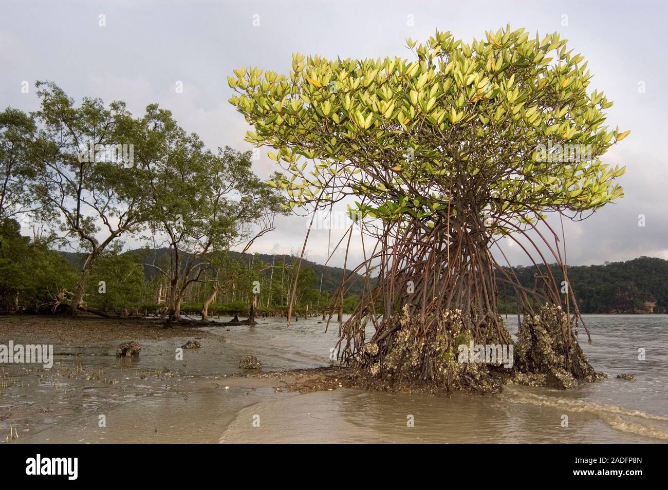 Mangrove tree and roots. Mangroves have evolved a number of ...