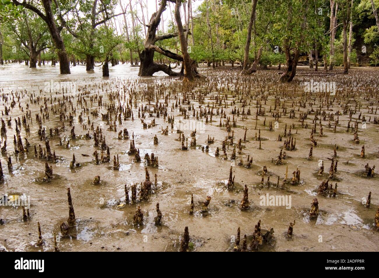 Mangrove aerial roots. Mangroves have evolved a number of physiological ...