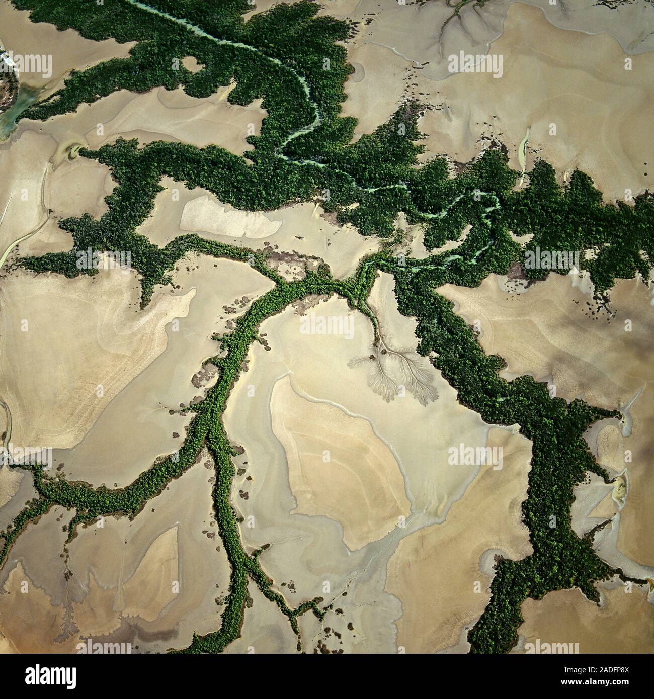 Mangrove swamp. Aerial photograph of the Ord River Delta in Western ...