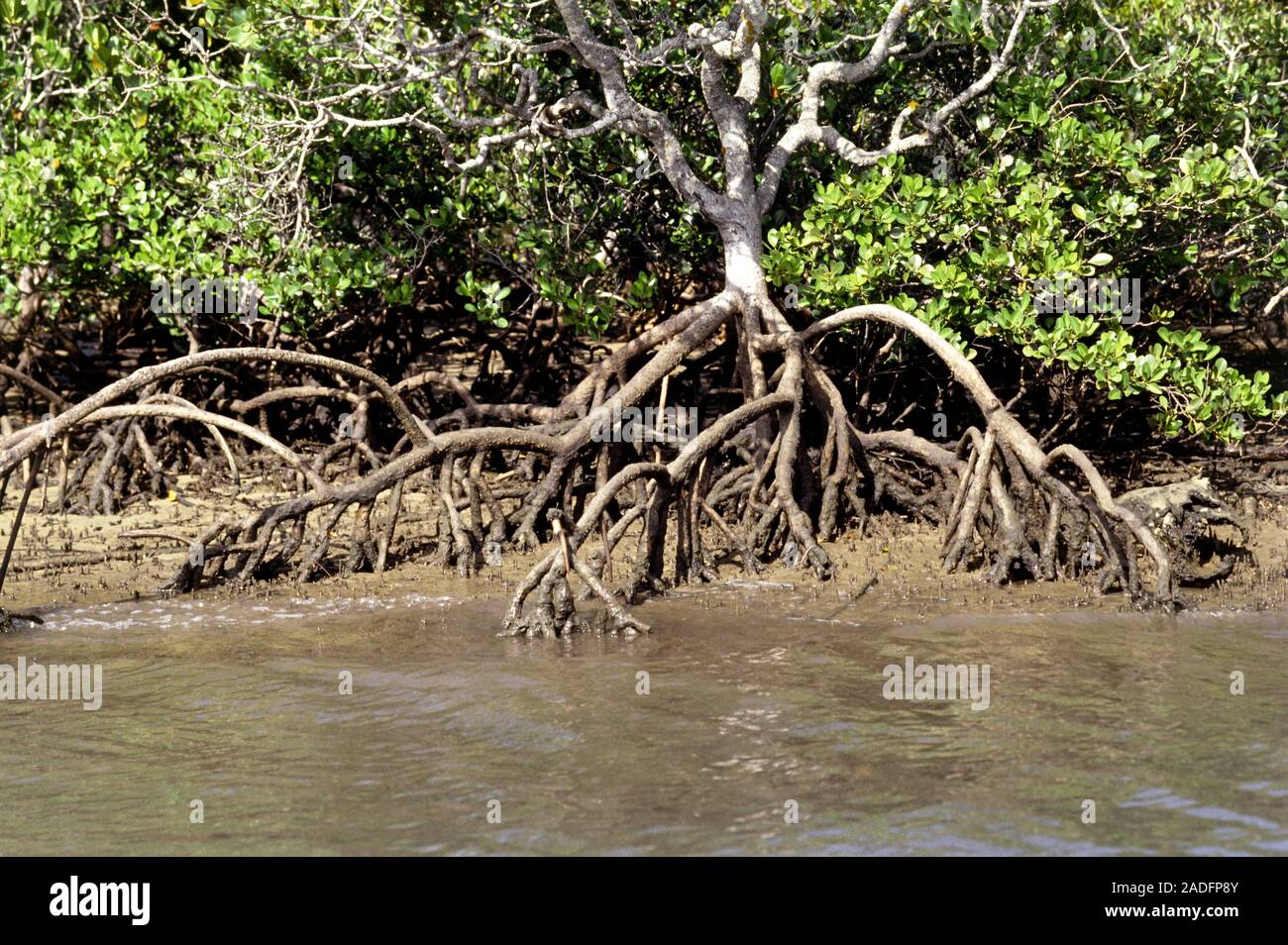 Mangrove plant showing aerial roots (pneumato- phores or stilt roots ...