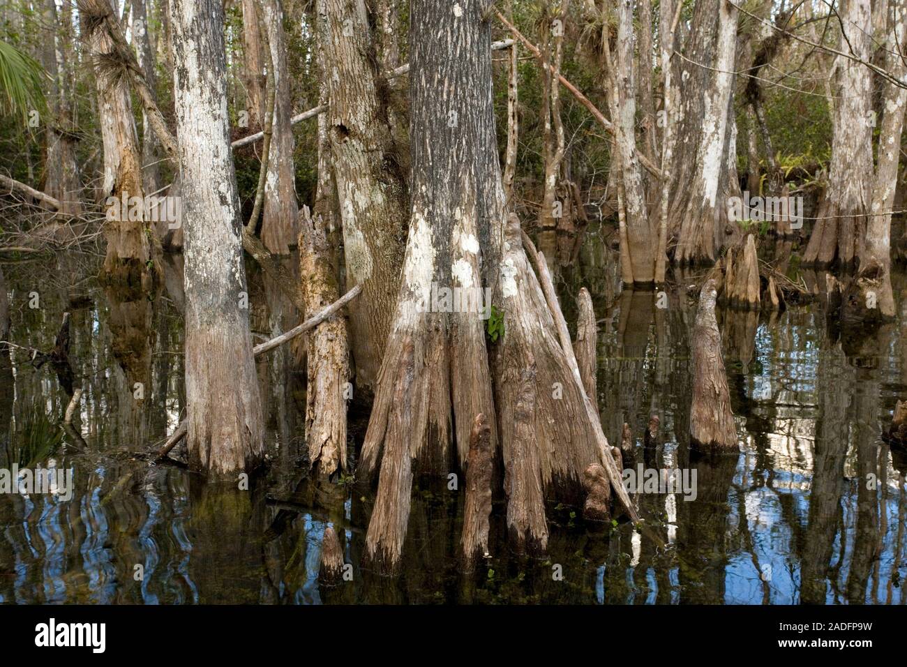 Bald cypress trees (Taxodium distichum) in a swamp. The bald cypress ...