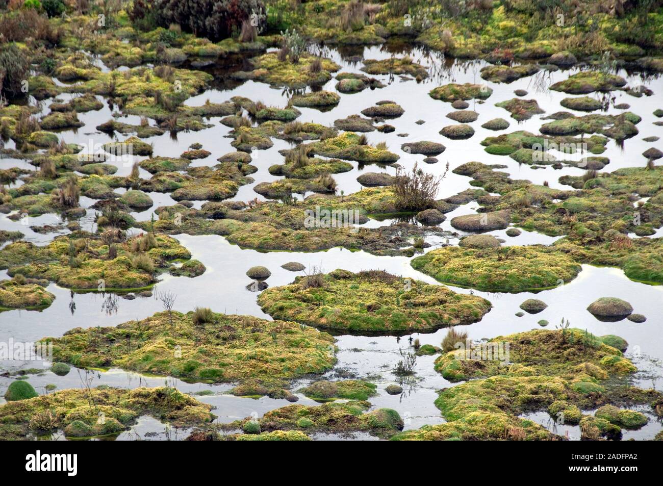 Cushion bog. Bogs like this contain many plant species such as Sphagnum ...