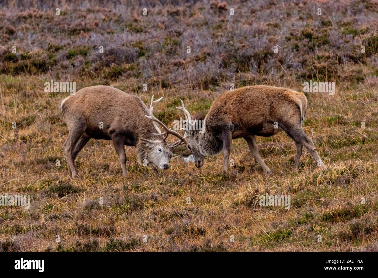 Deer peak district national park hi-res stock photography and images ...