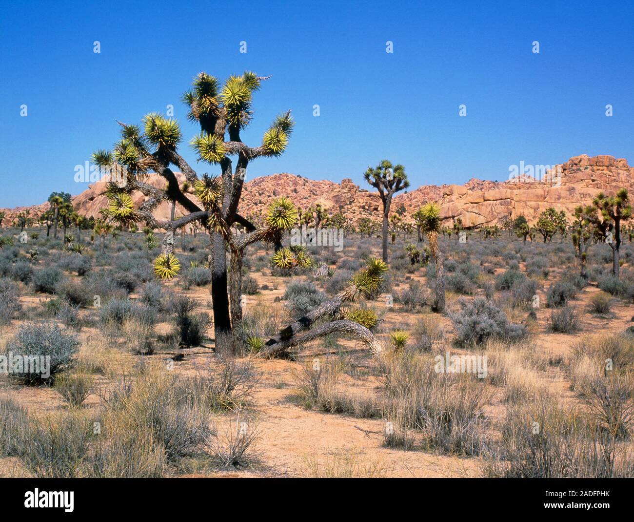 Mojave Desert. The landscape of the Mojave Desert, California. Mojave ...