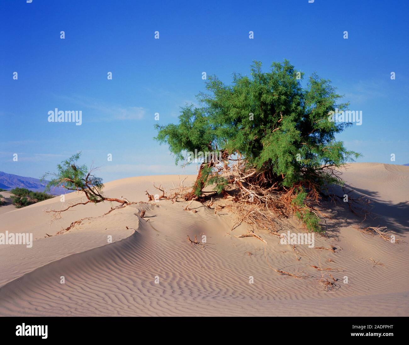 Death Valley. A Mesquite tree (Prosopis glandulosa) growing on a sand ...