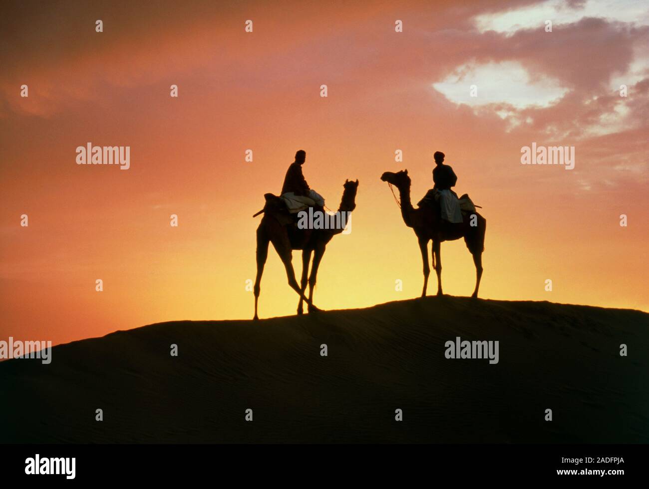 Camel riders. Silhouetted camel riders on a desert sand dune at sunset ...