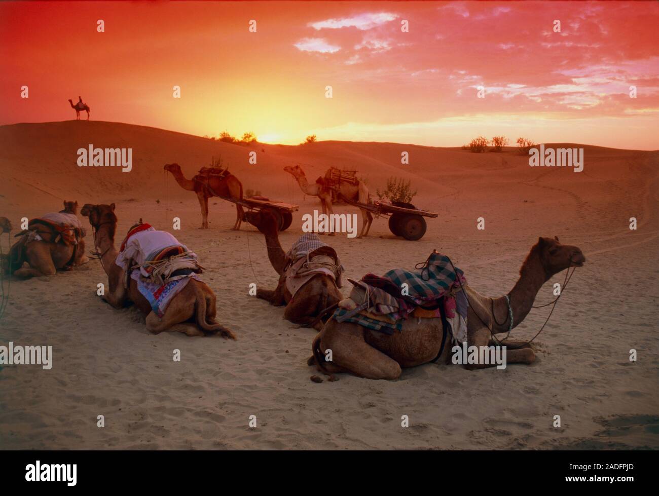 Camel caravan. View of a camel caravan settling down for the night in a ...