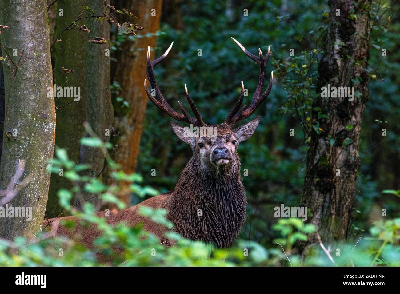 Deer peak district national park hi-res stock photography and images ...