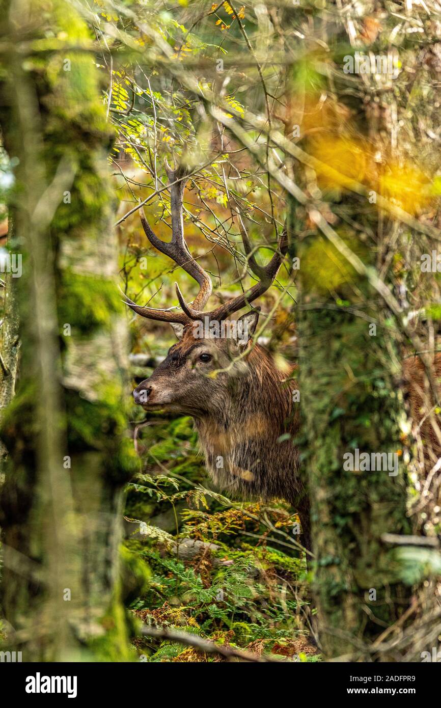 Deer peak district national park hi-res stock photography and images ...