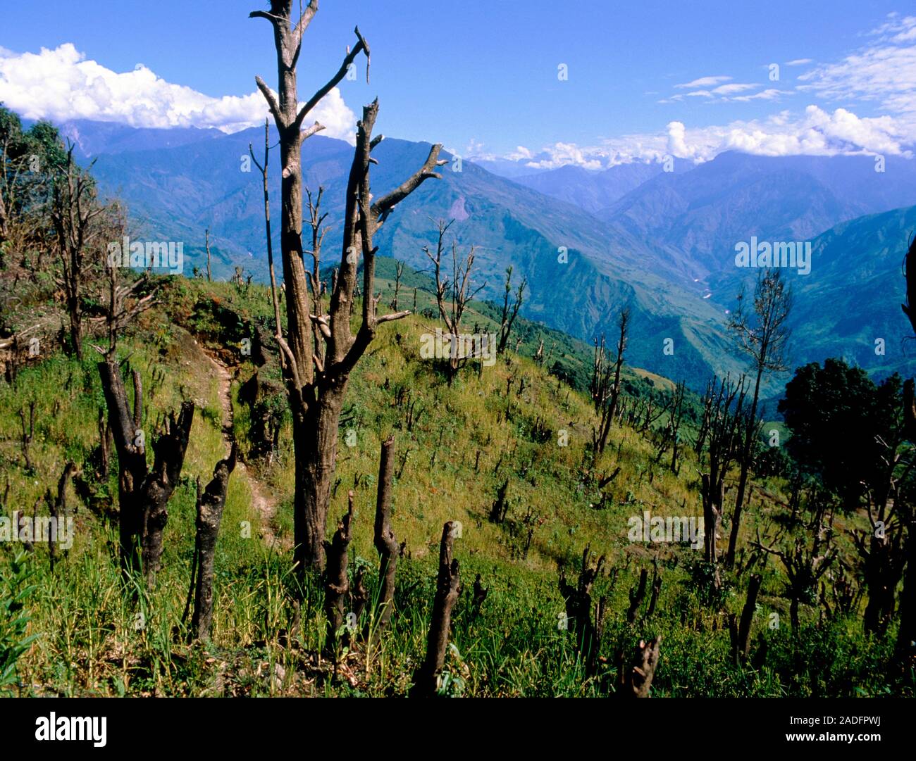 Slash and burn agriculture in the forested areas of the Himalayan ...