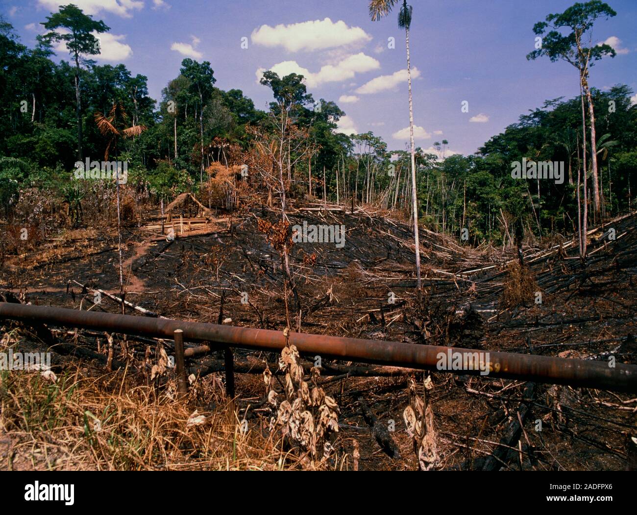 Colonisation of the Amazonian rainforest in Ecuador; here, the trees ...