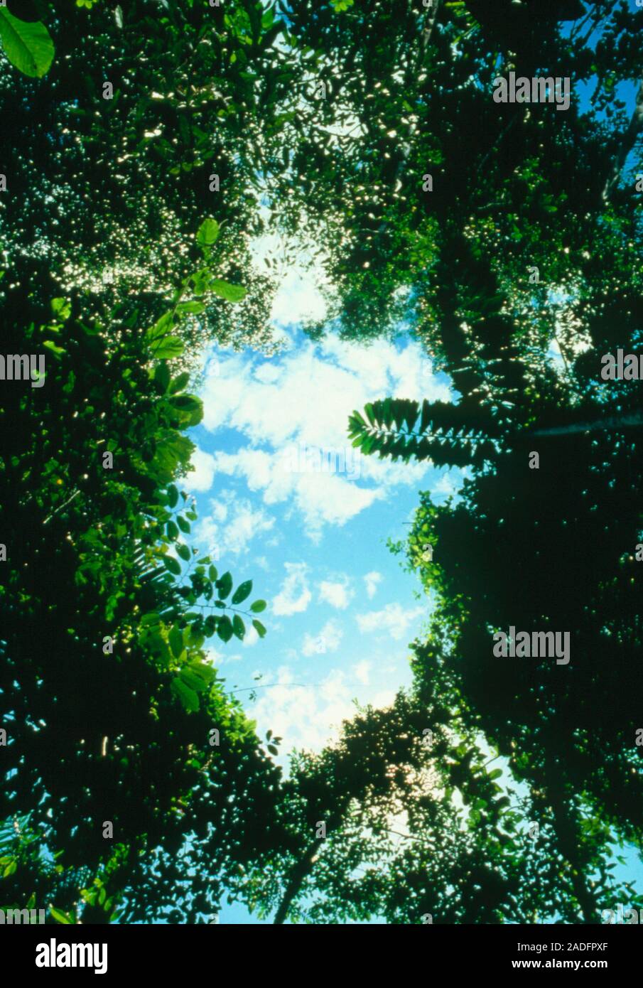 A small gap in the rain forest canopy, seen from below. Lowland rain ...