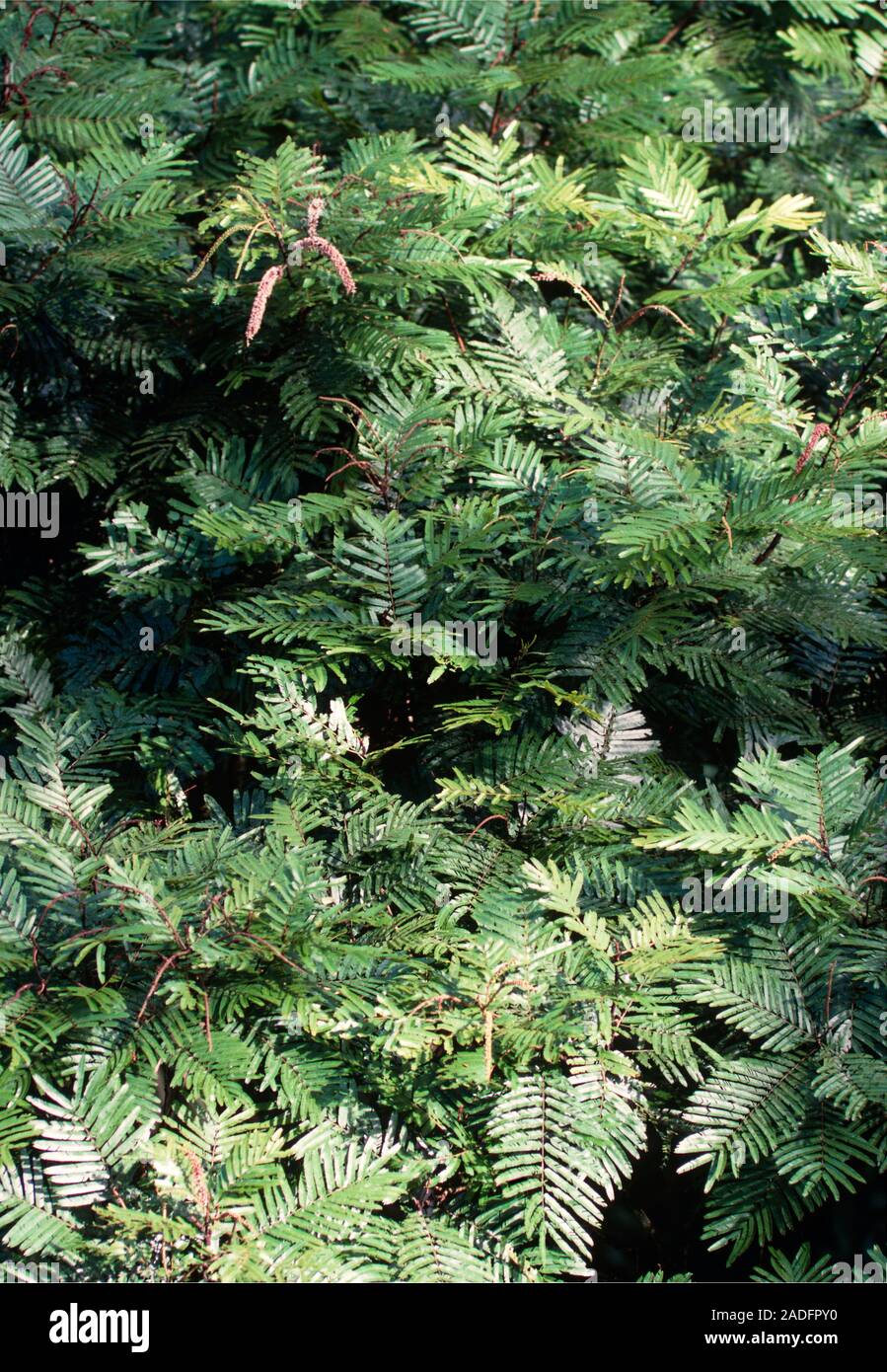 A view of the rainforest canopy, showing branches and leaves of ...