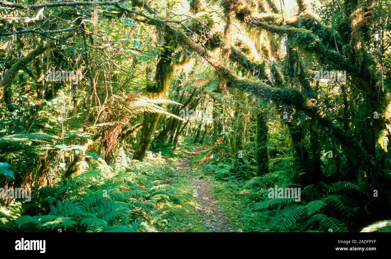 Temperate rain forest in Westland National Park on the west coast of ...