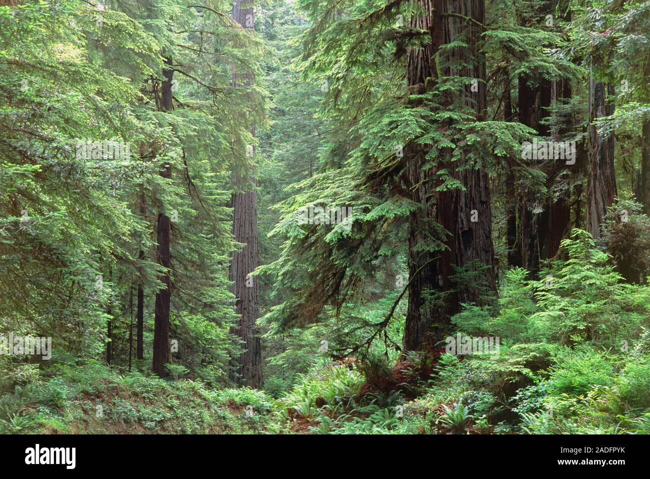 Hemlocks and redwoods. A North American forest with Hemlock trees ...