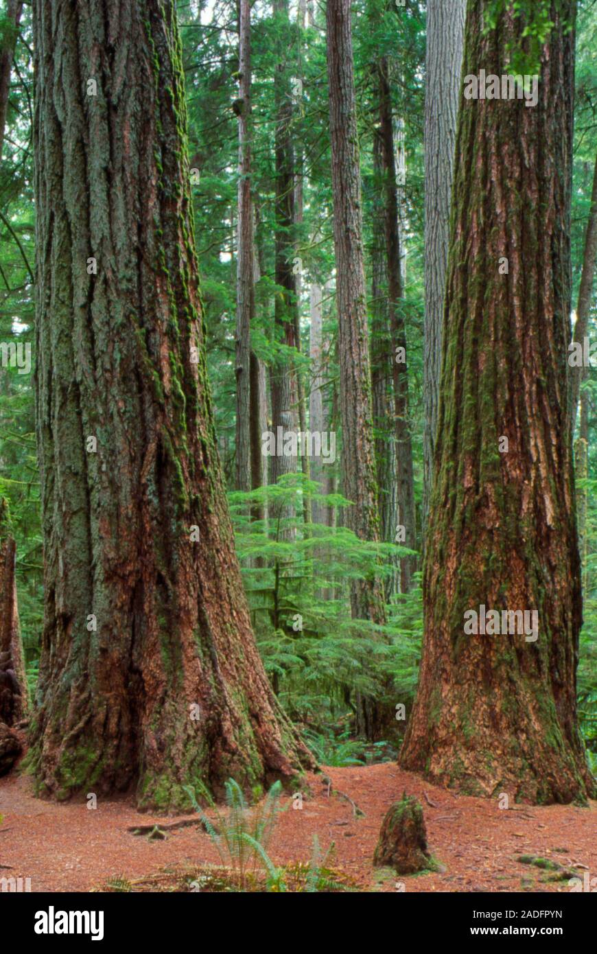 Conifer forest. Old growth tree trunks in a North American conifer ...