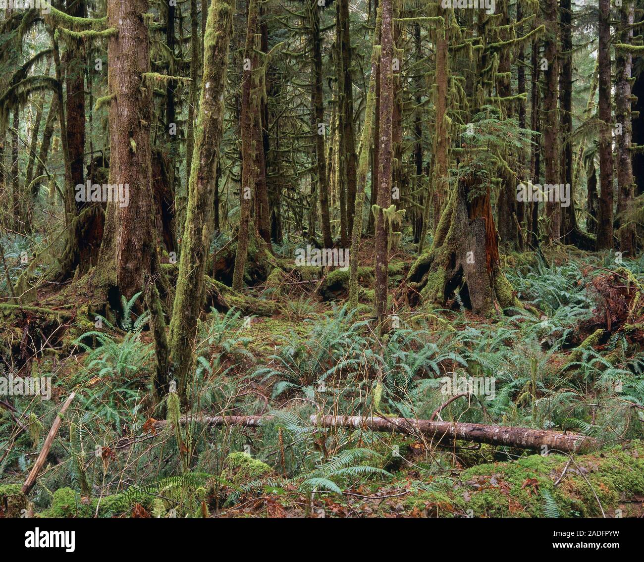 Temperate rainforest. View of vegetation in a North American temperate ...