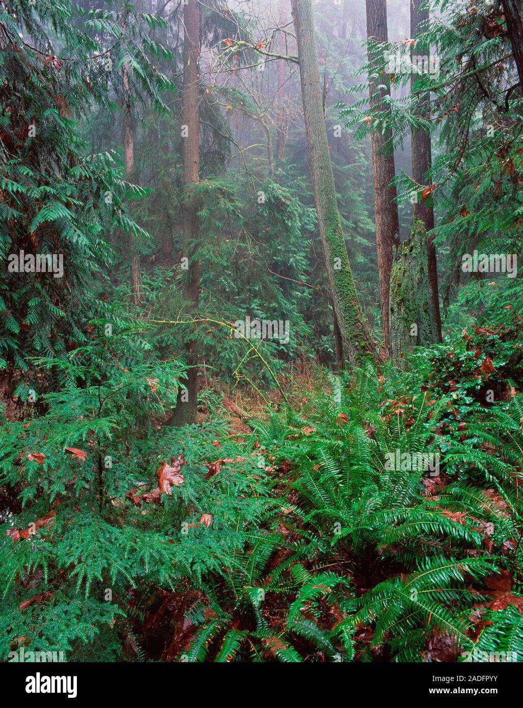 Temperate rainforest. View of vegetation in a North American temperate ...