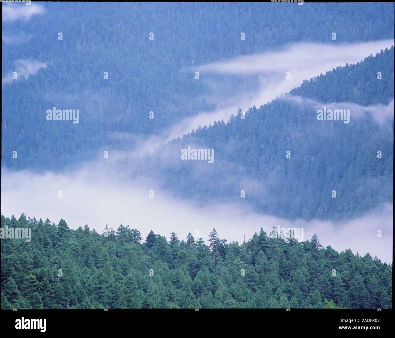 Temperate rainforest. View of clouds over North American temperate ...