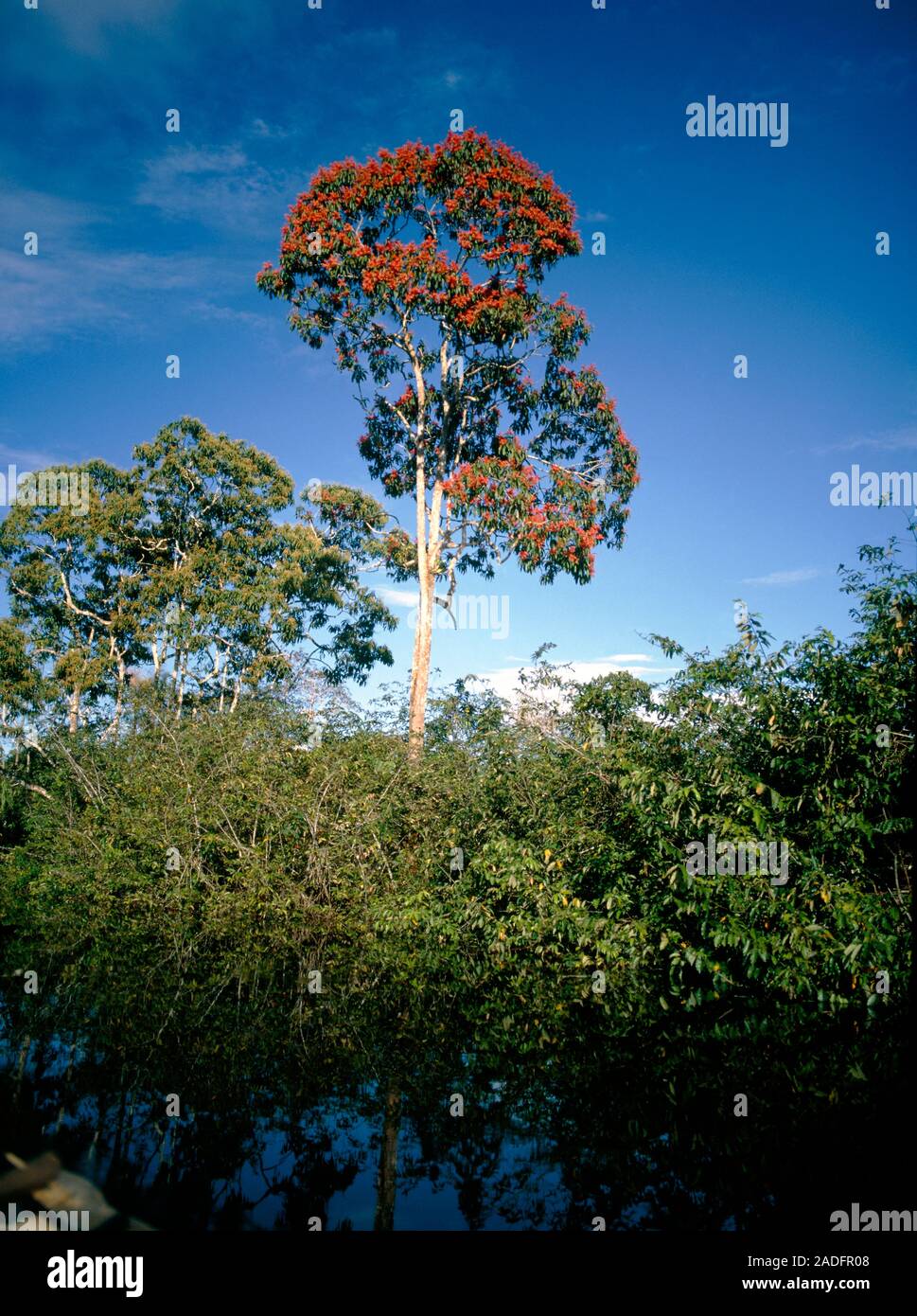Rainforest tree in flower. A blooming tangarana tree (Pterocarpus ulei ...