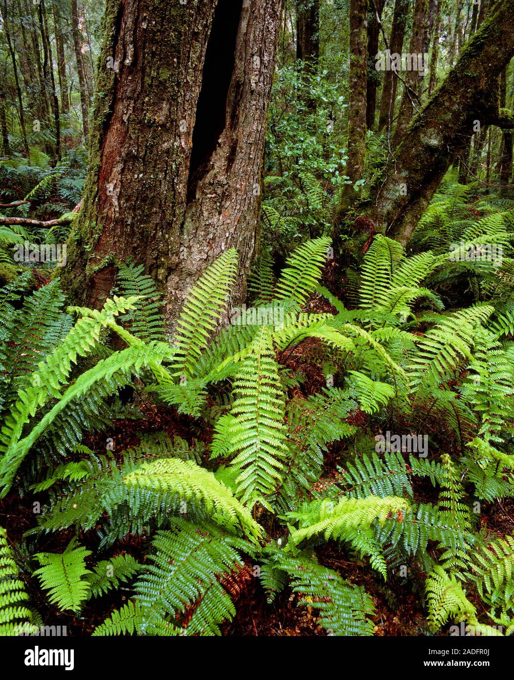 Temperate rainforest. View of ferns and myrtle tree trunks (Myrtus sp ...