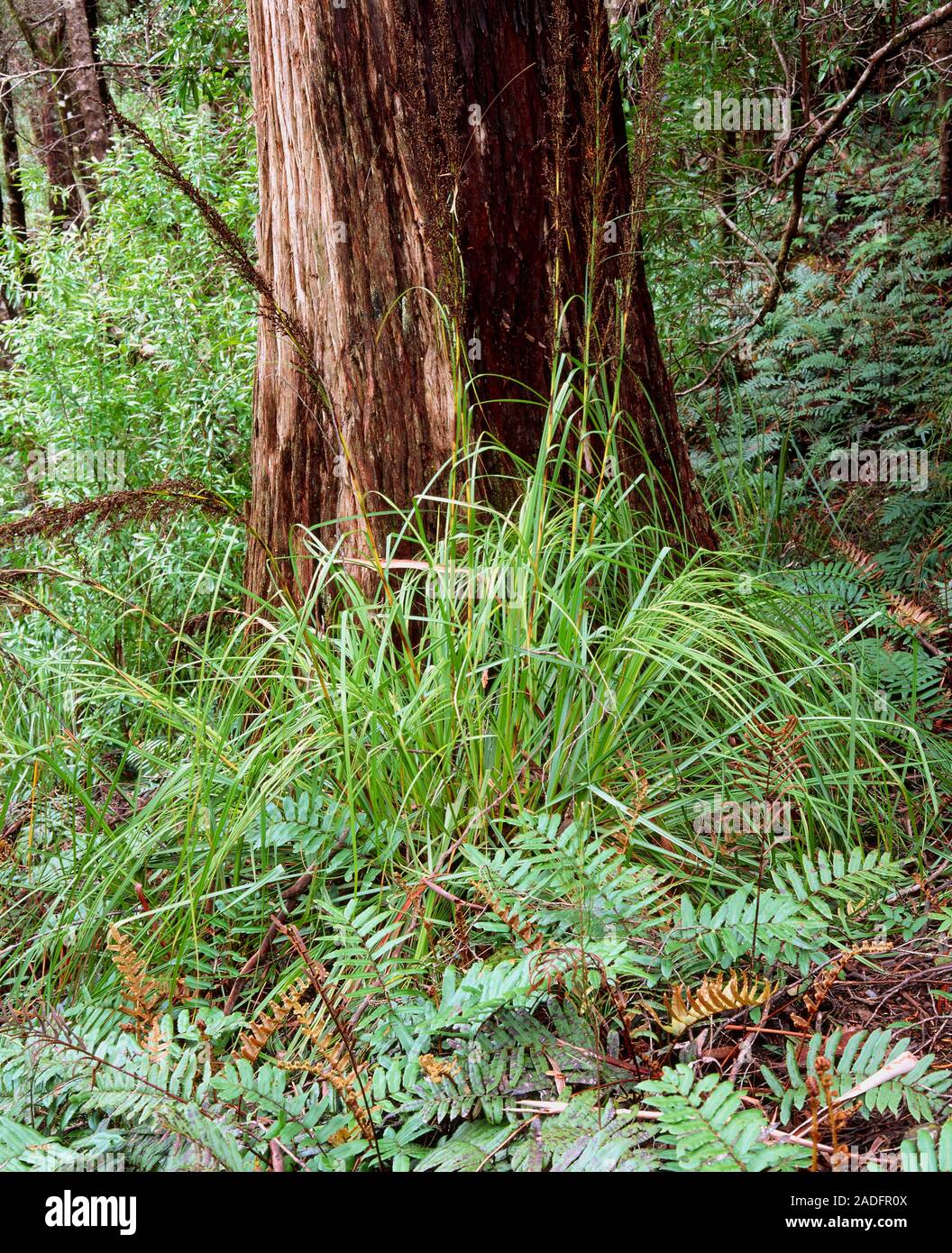 Temperate rainforest floor. View of ferns (fore- ground), grass, and a ...