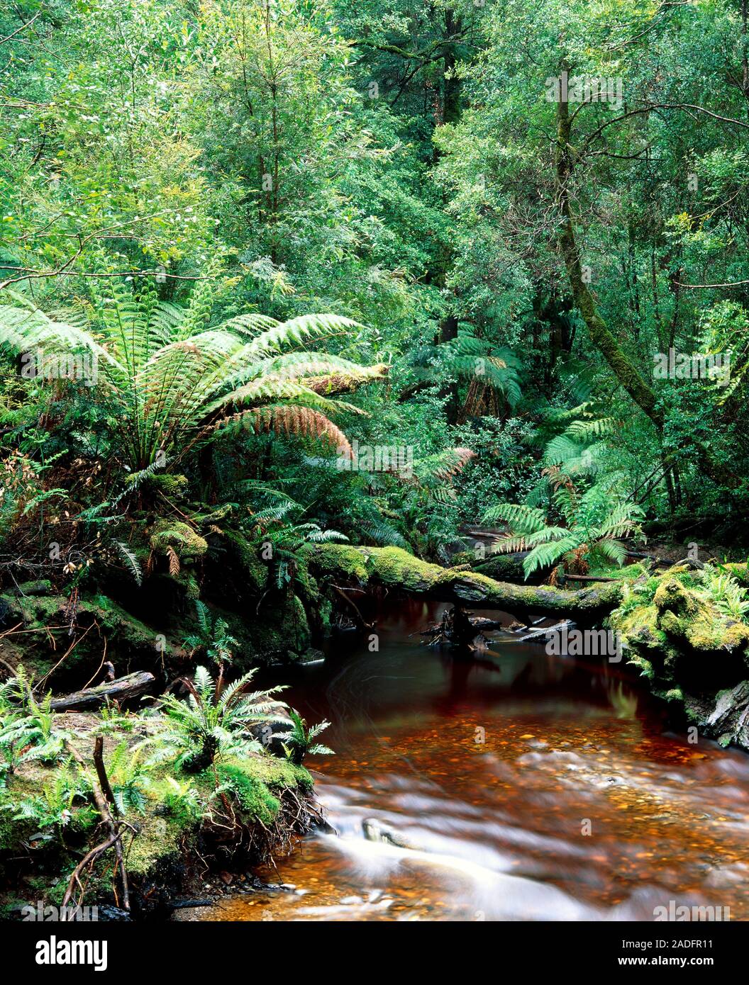 Temperate rainforest. View of ferns, trees and understorey vegetation ...