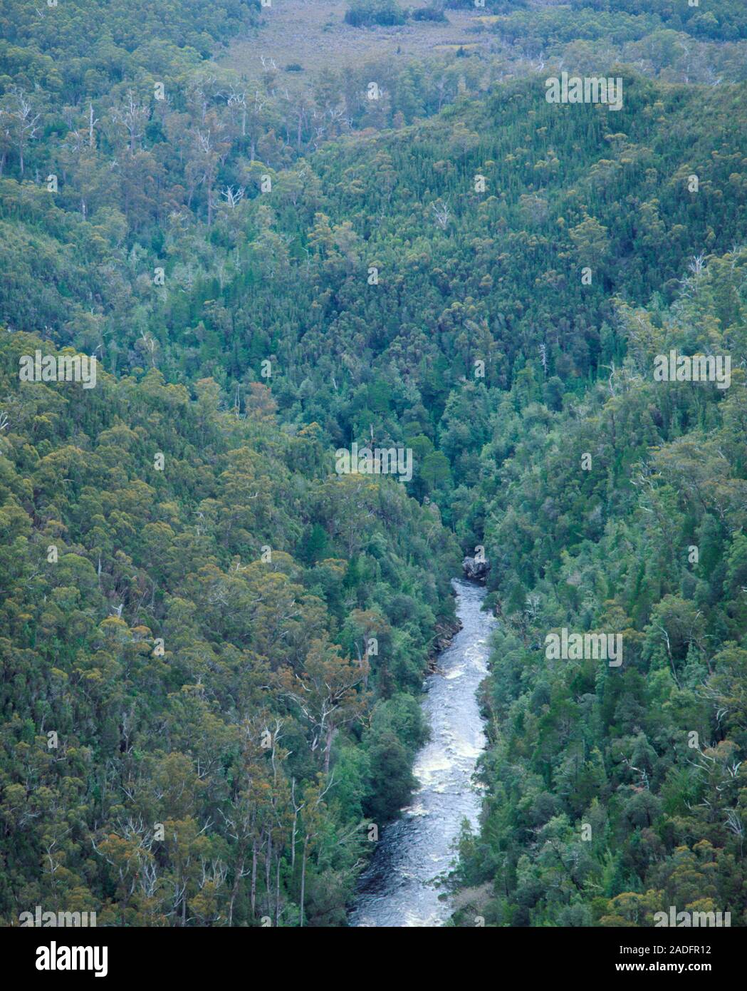 Temperate rainforest. Tree canopy of a temperate rainforest. The ...