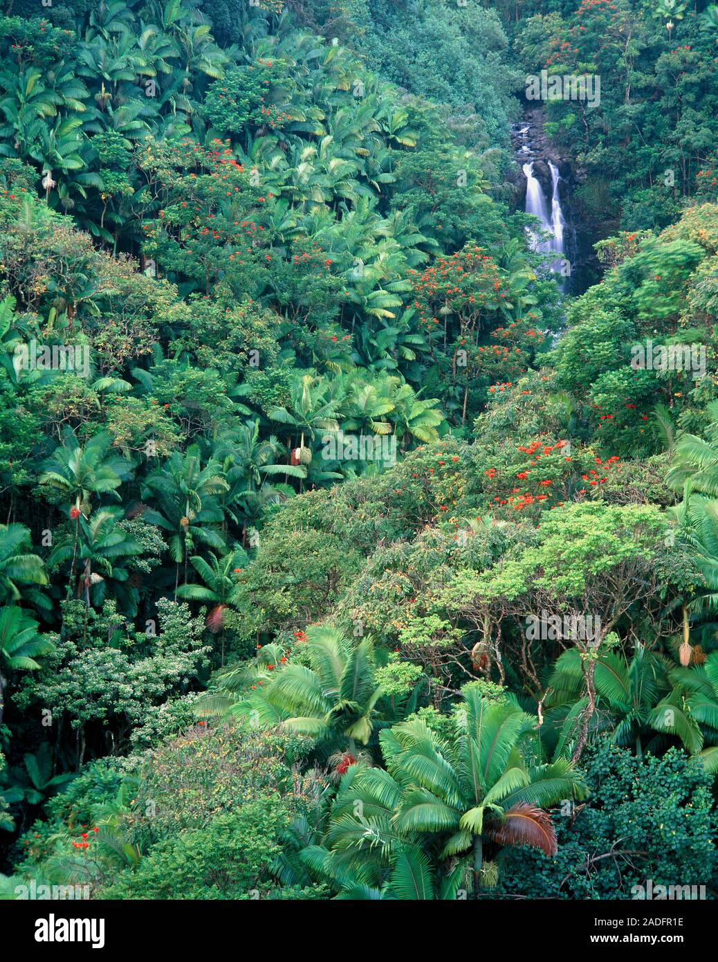 Tropical forest. View of humid tropical forest surrounding a waterfall ...