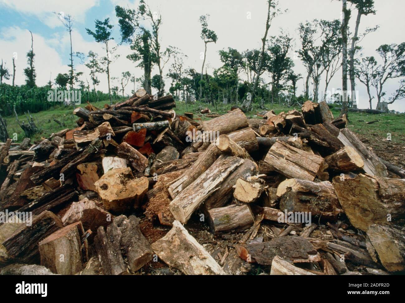 Deforestation. View of a pile of cut tree trunks in a deforested ...