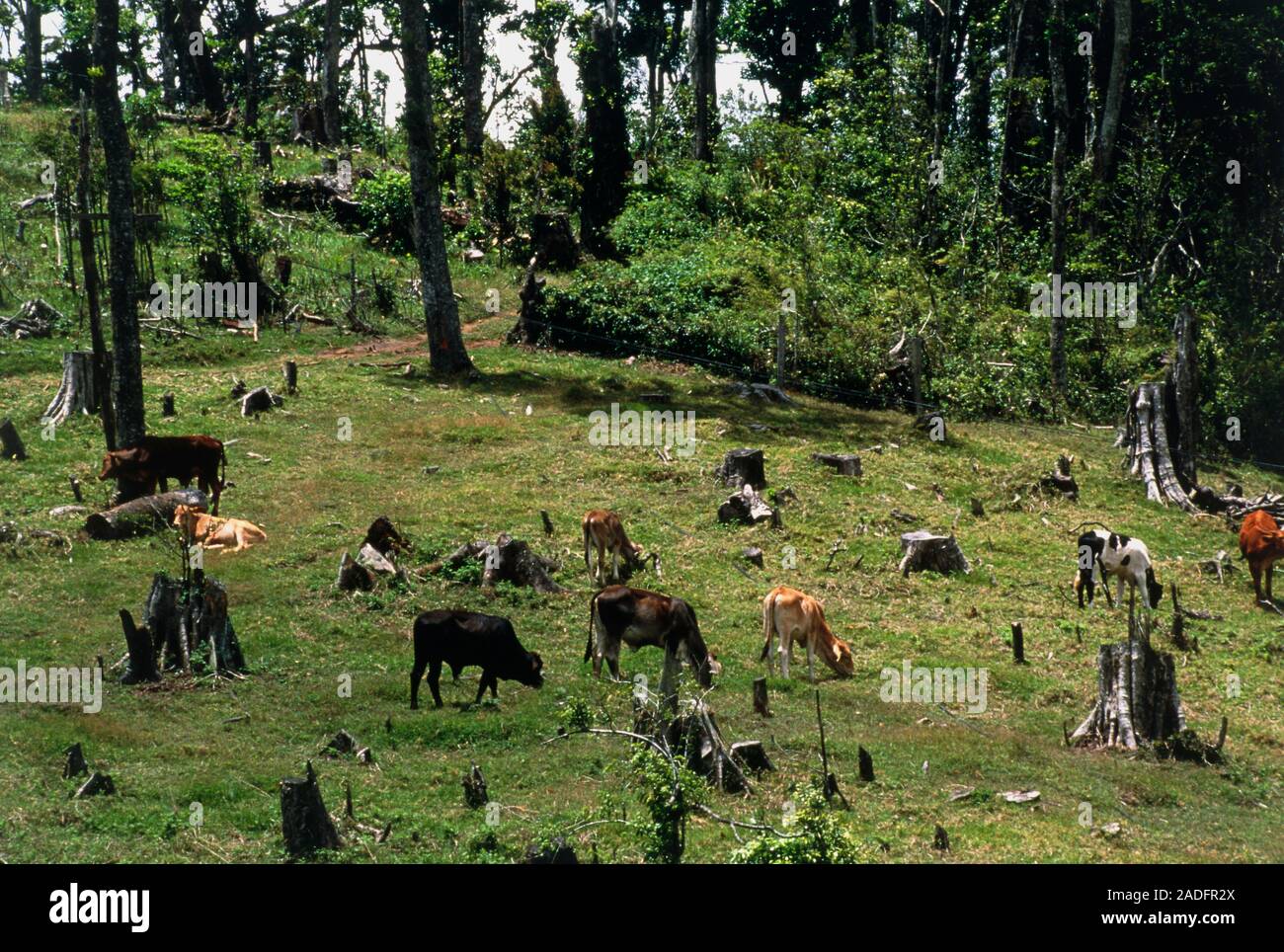 Deforestation. View of cattle grazing on pastures created by the ...