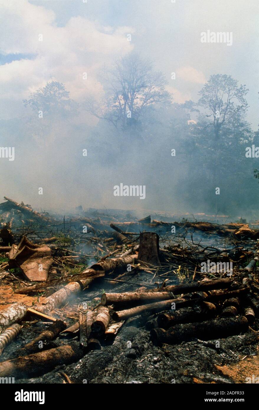 Slash and burn deforestation. View of a pile of cut tree trunks being ...