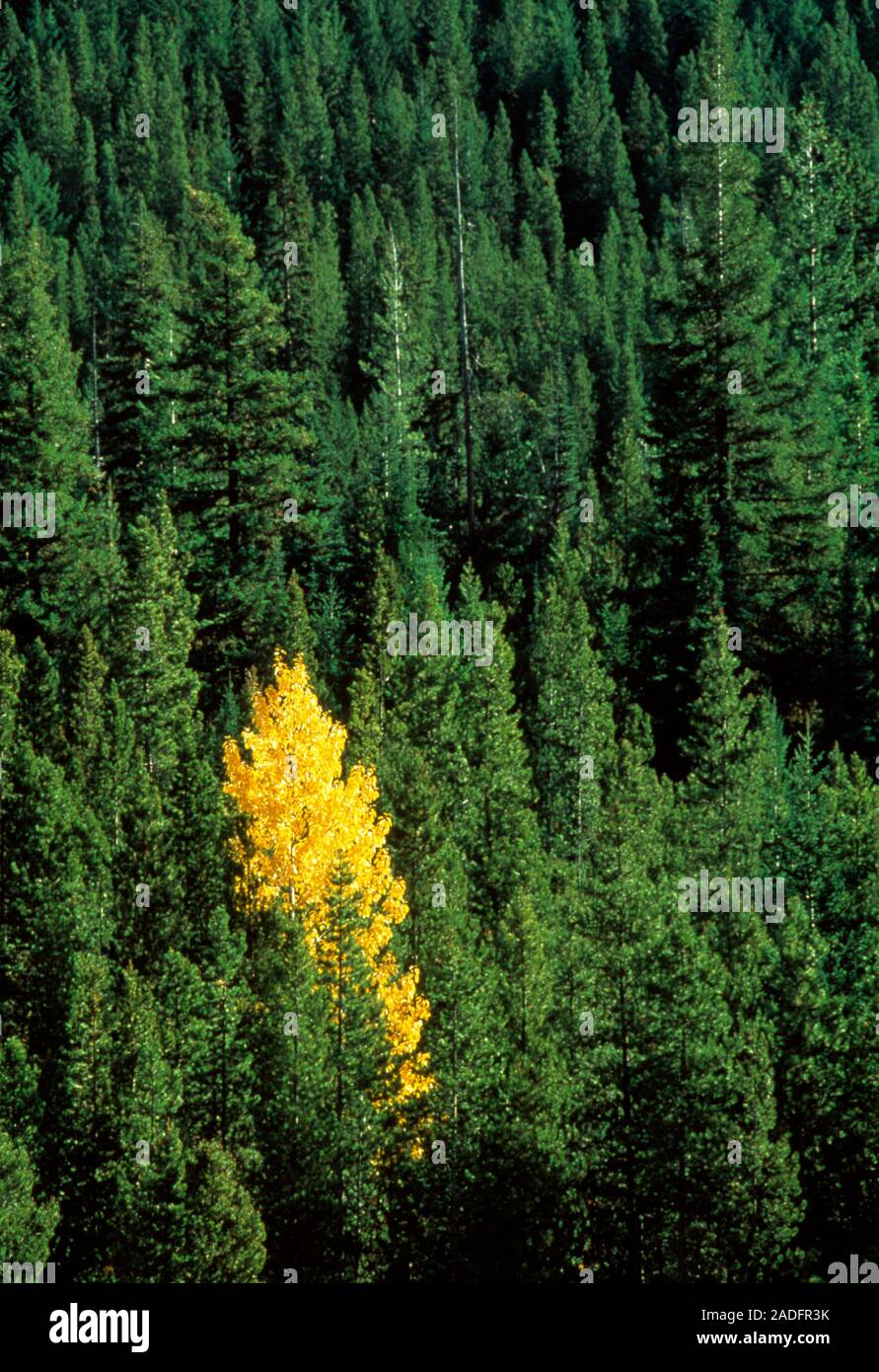 Pine and fir forest. Autumnal cottonwood tree (Populus sp.) in a forest ...